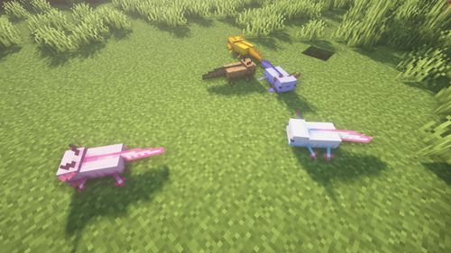 Axolotls in Minecraft | GPORTAL